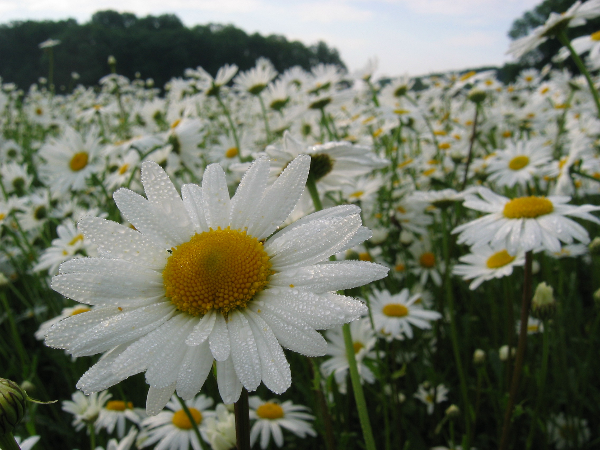 Leucanthemum - VWW