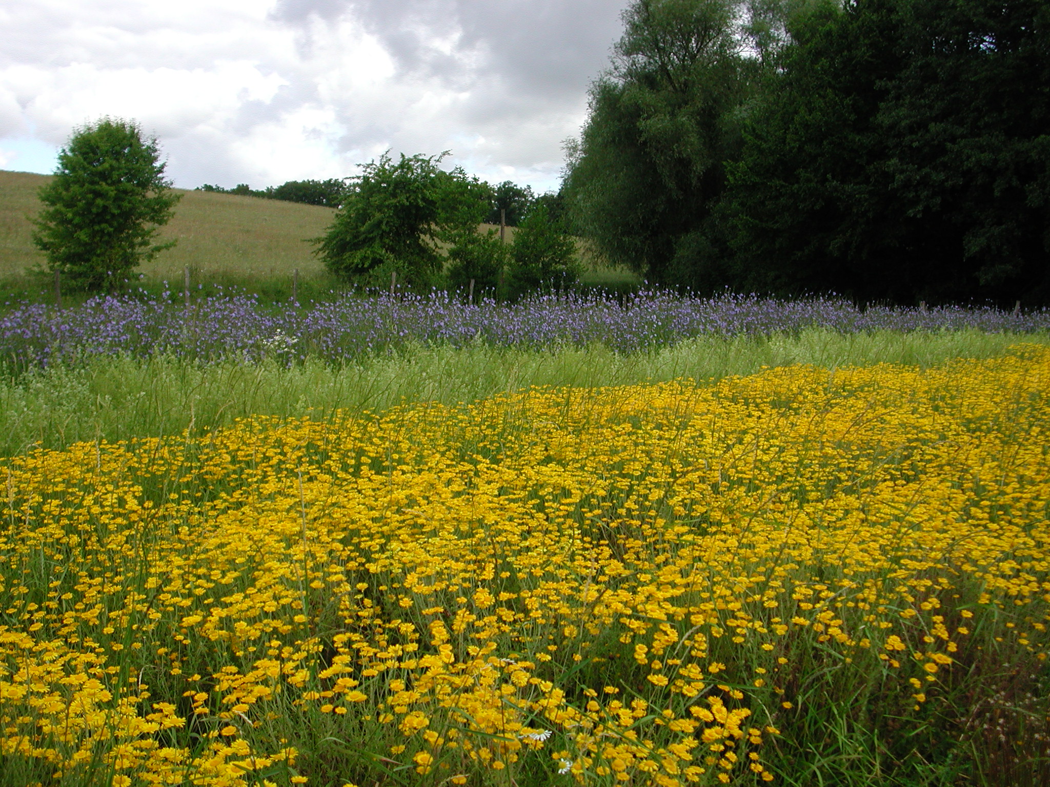 Anthemis tinctoria - VWW