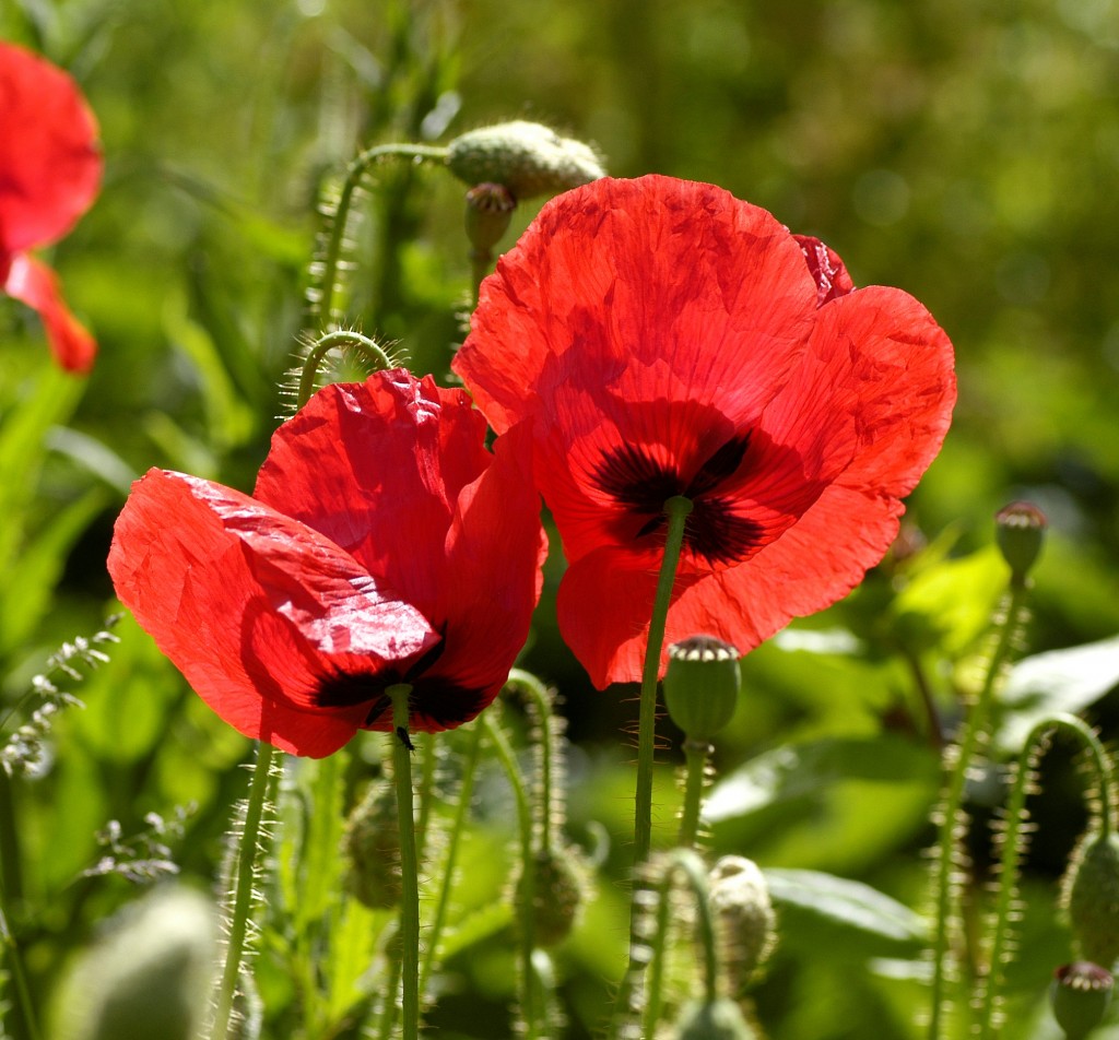 Mohn - VWW