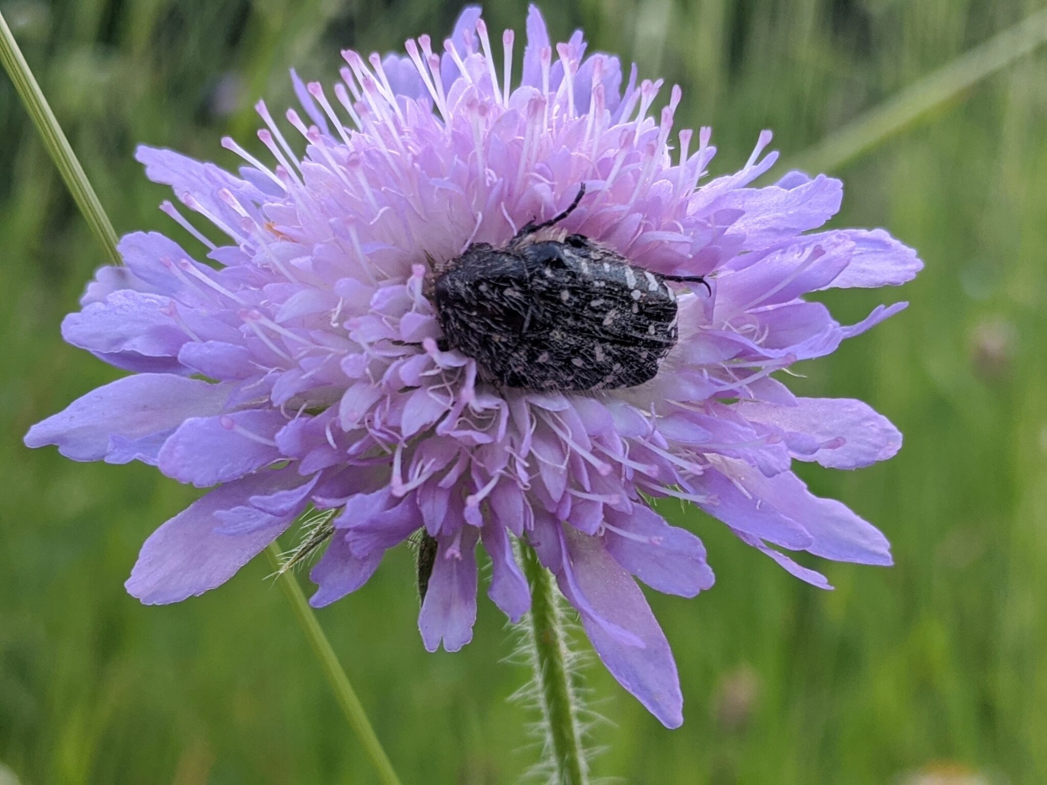 Artenliste 2023 - VWW